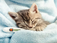 What should you do if your cat shows these symptoms? Taeing